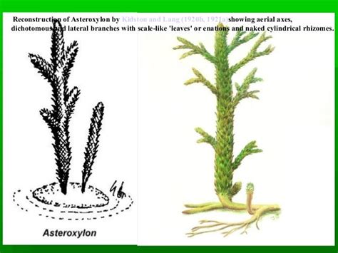 Lycopodiophyta