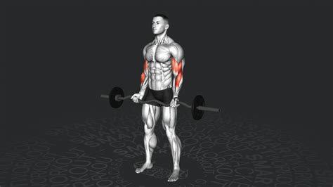 Curl De Bíceps Con Barra Ez Smartworkout