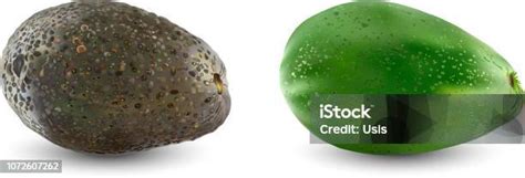 아보카도의 두 가지 유형의 컬렉션입니다 익은 현실적인 아보카도 과일의 집합입니다 벡터 일러스트 레이 션 흰색 배경에 고립 건강한 생활방식에 대한 스톡 벡터 아트 및 기타