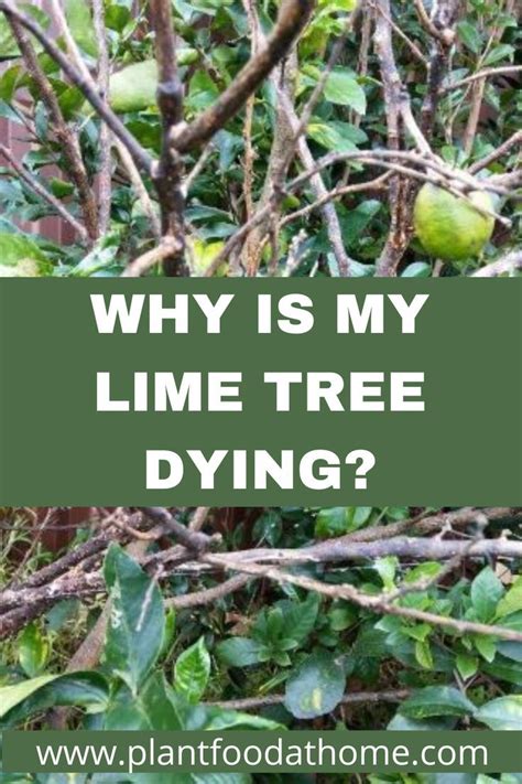 Why Is My Greengage Tree Dying At Lucy Currie Blog