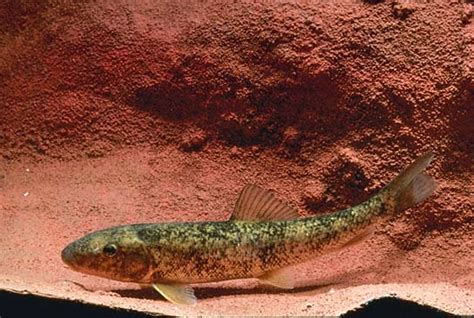 Catostomus Lesueur 1817 Род Катостомусы Катостомы Чукучаны