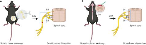 Schematic Of Experimental Design A Diagrams Of Sciatic Nerve Injury Download Scientific