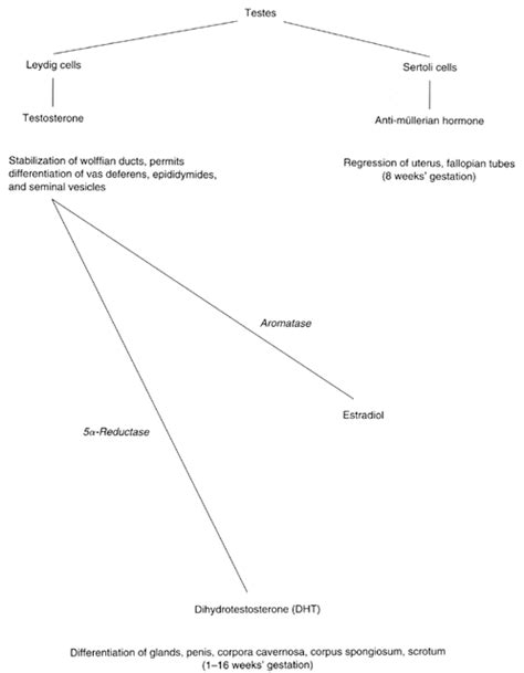 Male Pseudohermaphroditism Due to Androgen Insensitivity or α Reductase Deficiency GLOWM