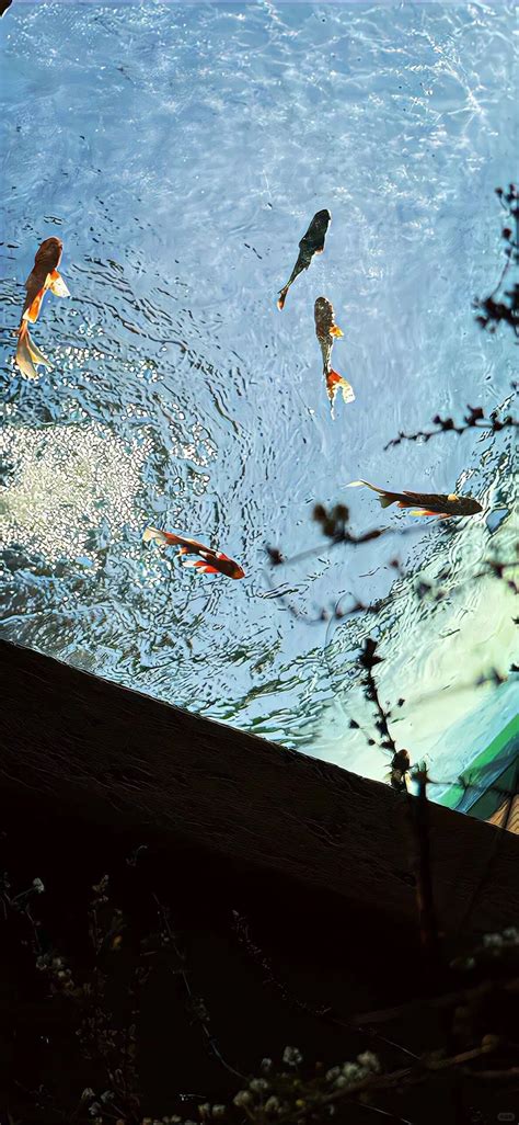 一眼就爱上的手机壁纸