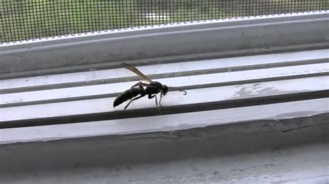 Wasp In The Window Youtube