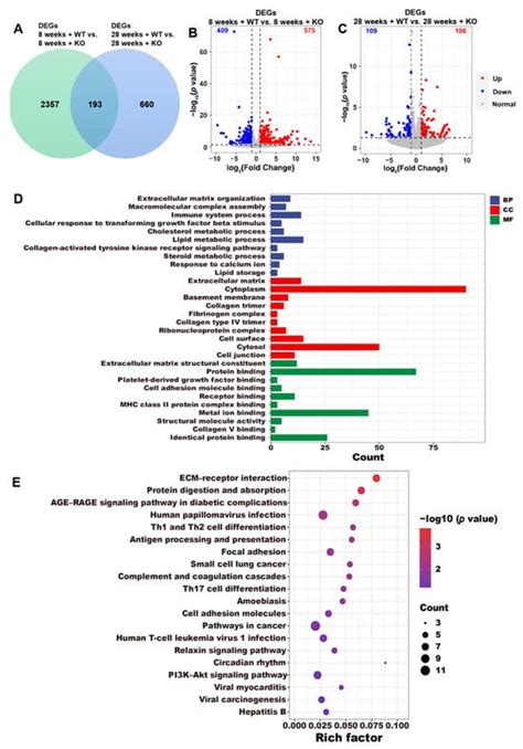 Genes Special Issue Bioinformatics Of Rna Modifications And