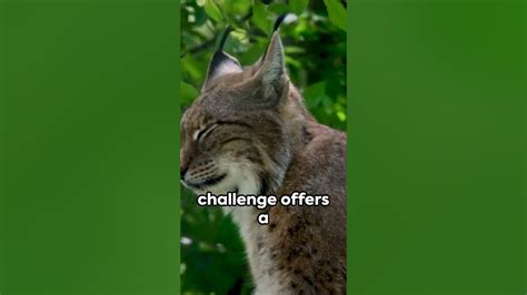 Curiosity Unleashed Youtube