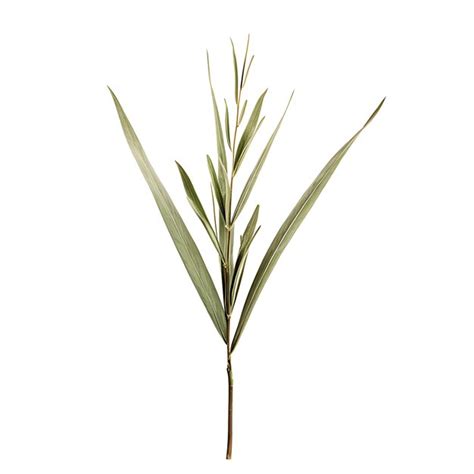 Premium Ai Image Dacotah Switchgrass Sage Green Single Leaf Winter