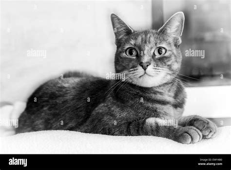 Tabby Cat Portrait Stock Photo Alamy