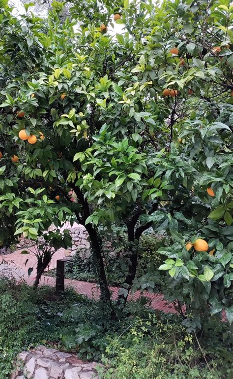 Citrus Sinensis The Orange Tree Spanish Trees