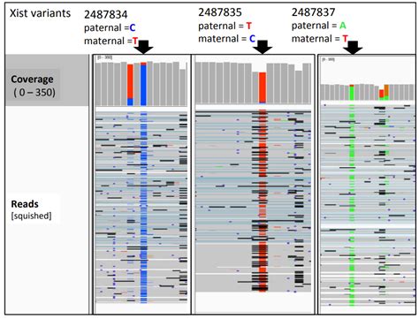Native Rna Sequencing Of Human Polyadenylated Transcripts