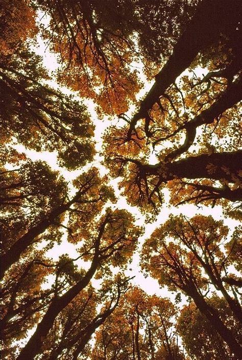 30 Trees That Have Crown Shyness A Mysterious Phenomenon When Trees
