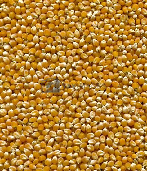 Corn Texture By Ayzek Vectors And Illustrations With Unlimited Downloads
