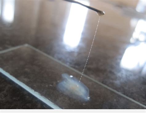 String Test For The Determination Of Cell Wall Download Scientific