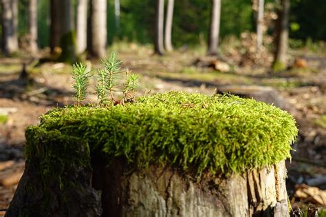 그루터기 이끼 어린 나무 Pixabay의 무료 사진 Pixabay