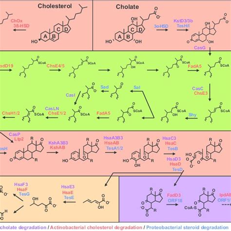 Aerobic 9 10 Seco Degradation Pathways For Cholesterol Cholate And Download Scientific