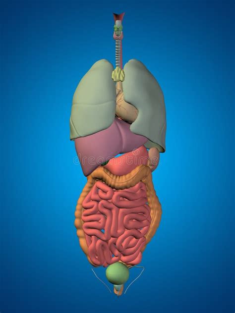 Essere Umano D O Uomo Interno O Organi Del Torace Per Anatomia O