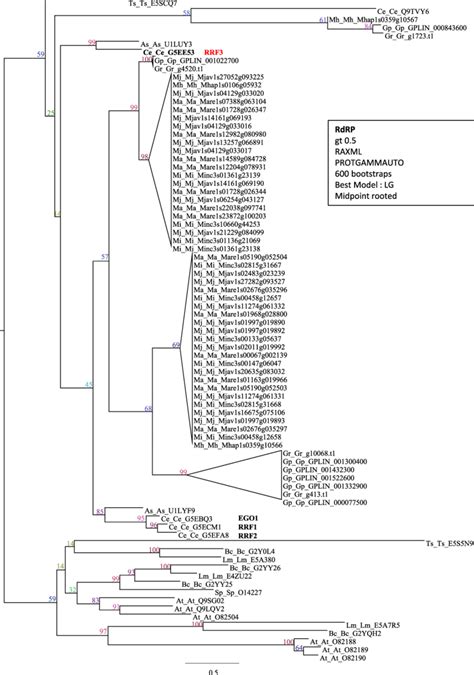 RNA Dependent RNA Polymerase RdRp Phylogenetic Tree Download Scientific Diagram