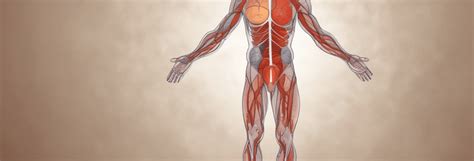 Ehr519 Week 1 Lecture 2a Cardiovascular System
