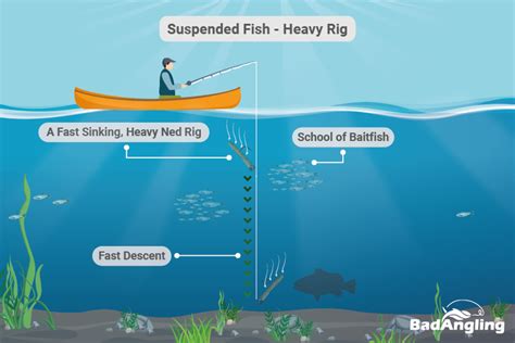 Ned Rig Fishing Setup At Doris Halligan Blog