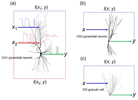 Pyramidal Neuron