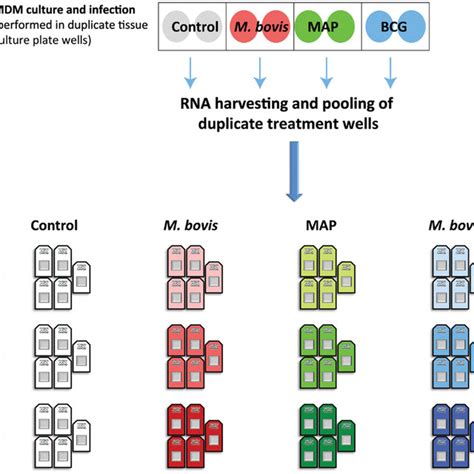 The Experimental Design Used For The Comparative Functional Genomics