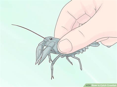 How To Catch Crawfish