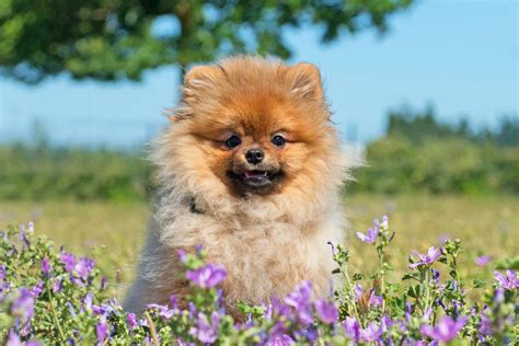 Pomeranian, czyli szpic miniaturowy - wszystko o rasie | Blog KrakVet