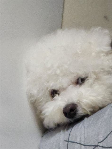 편평사마귀 레이저 제거 후기 제거당일~9일차 네이버 블로그