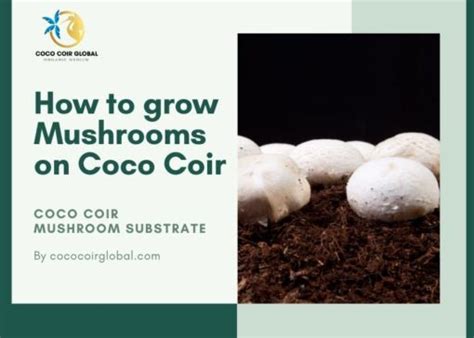 How To Grow Mushrooms On Coco Coir Substrate