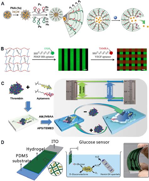 Figure 3 From Biomedical Dna Hydrogels Semantic Scholar