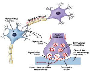 Nervous System Diagram Function Diseases StudiousGuy