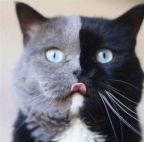 Meet Narnia The Rare “chimera” Cat That Has A Perfectly Split Face Munchiecat