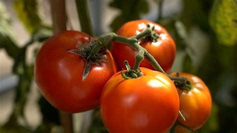 Разсад домати краставици пипер Сравнение в три различни почви Youtube