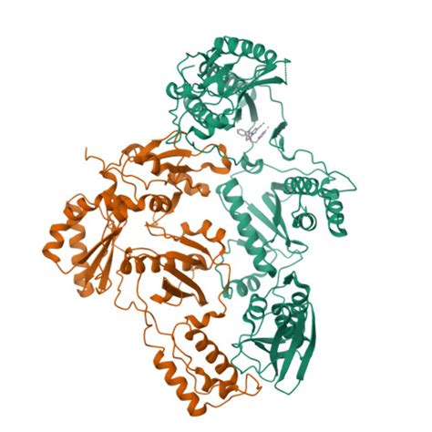 Rcsb Pdb 8stp Crystal Structure Of Hiv 1 Reverse Transcriptase Rcsb Pdb 8stp Crystal Structure Of Hiv 1 Reverse Transcriptase