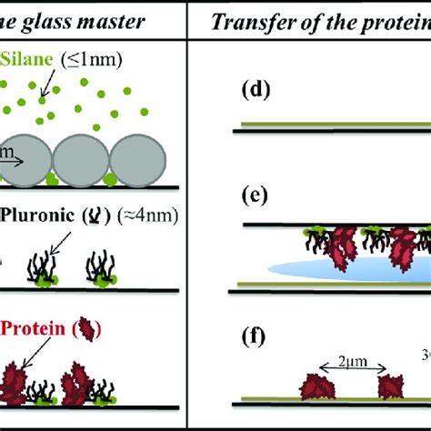 Schematic Representation Of The Fabrication Of Protein Nanopatterns On Download Scientific