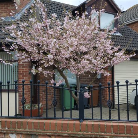 Beautiful Trees For Planting In Front Of Your House