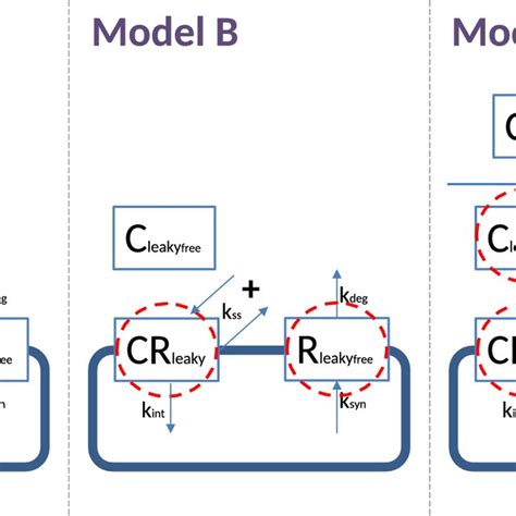 Representation Of The Full Mpbpk Tmdd Model With Binding In The Leaky Download Scientific