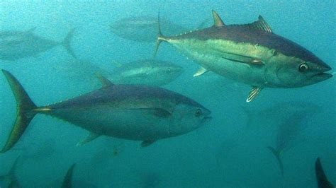 Foreign Fleets Pushing Pacific Tuna Fishing Industry To The Brink Of