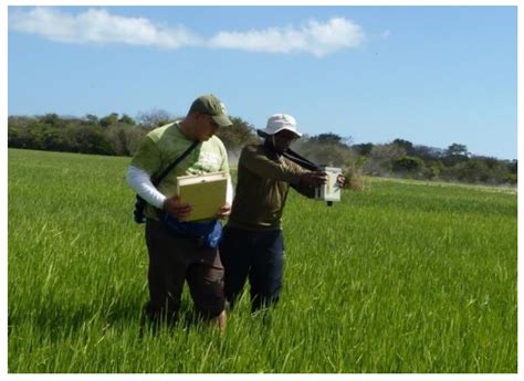Agriengineering Free Full Text Comparing Two Methods Of Leaf Area Index Estimation For Rice