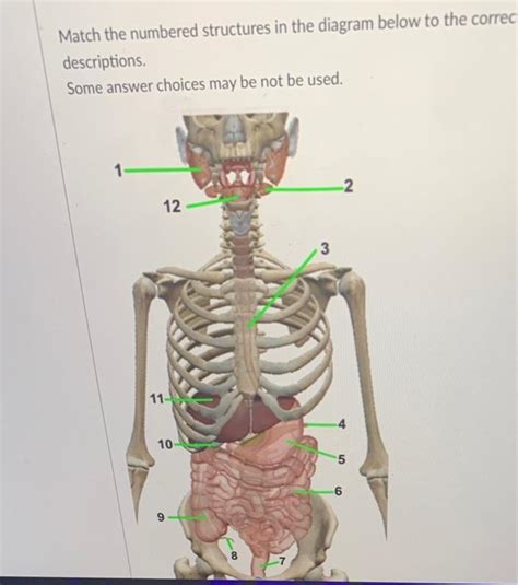 solved match the numbered structures in the diagram below to