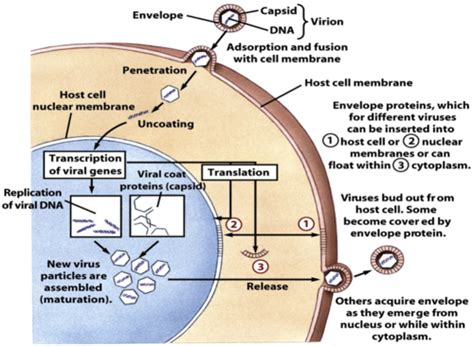 Microbiology Lecture 38 Dna Viruses Flashcards Quizlet