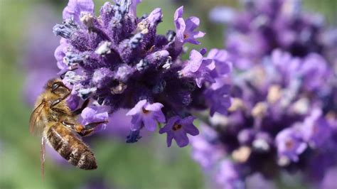 Aktuality Včelí Farma Sedlákovi