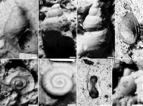 Fig A B C D Parafossarulus Manchouricus Bourguignat E F G