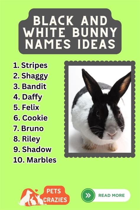 200 Black And White Bunny Names For Your Adorable Furball