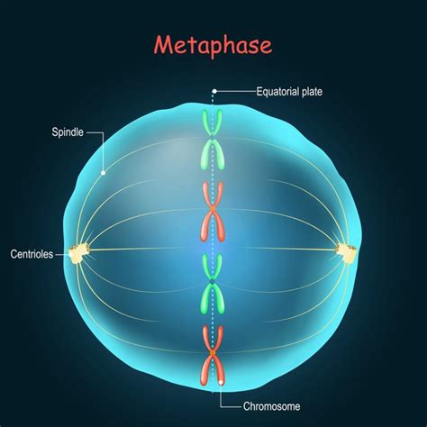 15 Anaphase Plate Stock Vectors And Vector Art Shutterstock