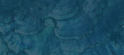 Understanding Variable Annuities