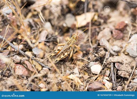 Camouflaged Grasshopper In Summer Blending Iwth The Grass Stock Image