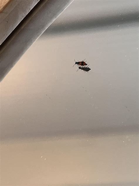 What Is This Bug Found In Pennsylvania Rbugidentification