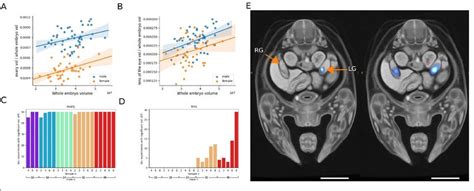 Identification Of Sex Differences In Wild Type E14 5 Mice A A Series Download Scientific